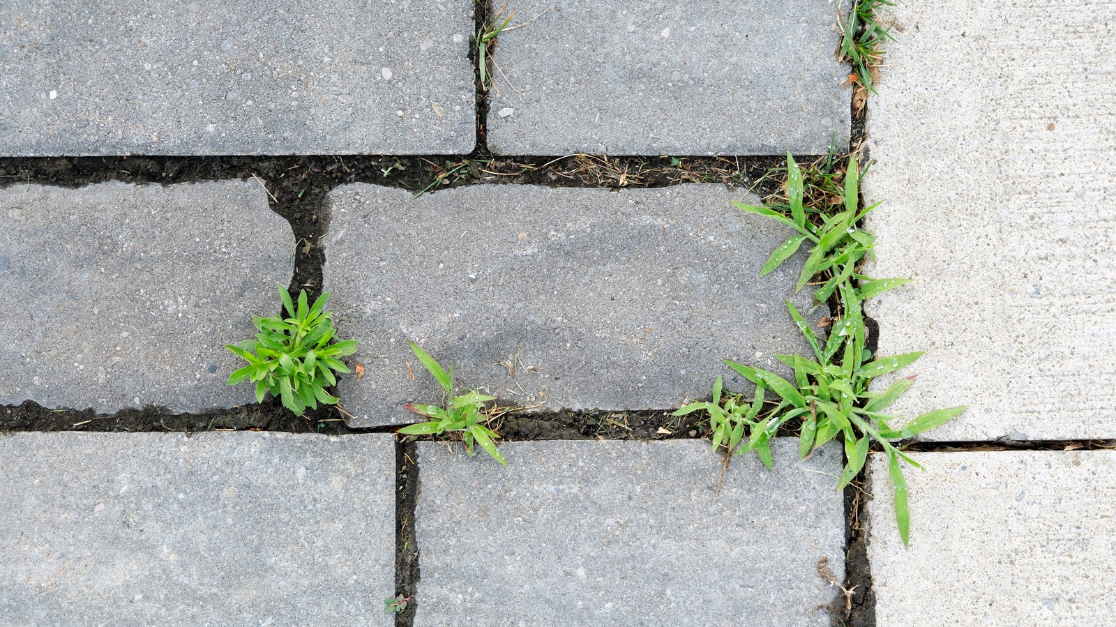 Weeds Growing Between Pavers