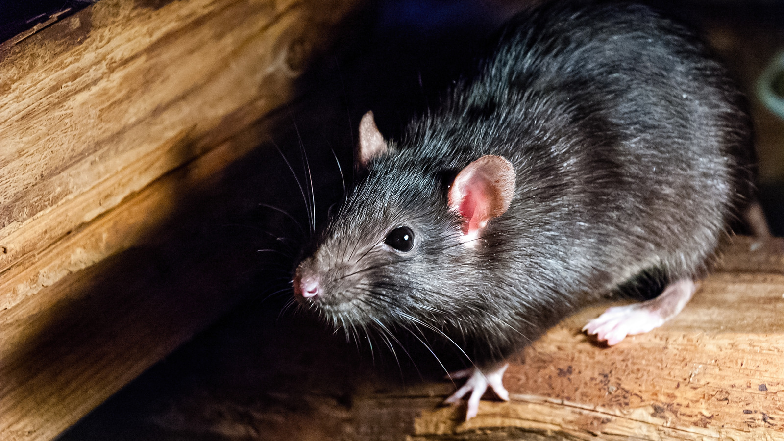 The Real Reasons Why You're Having A Pesky Rodent Problem
