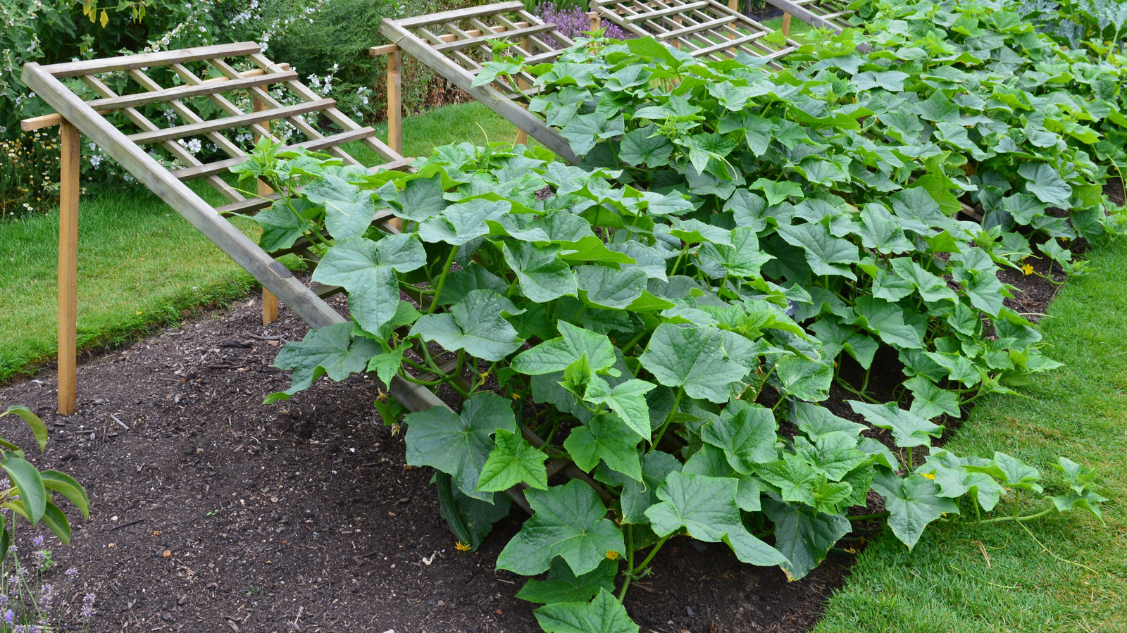 The Benefits Of Growing Your Cucumbers Vertically In The Garden