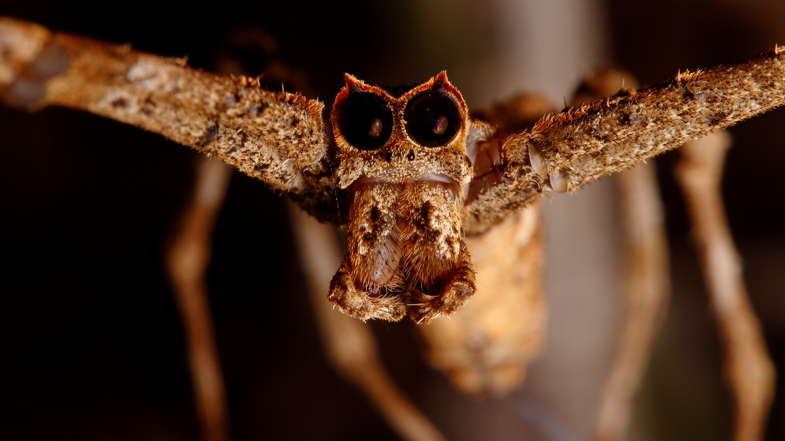 The Scary-Looking Ogre-Faced Spider That's Actually Beneficial To Your ...