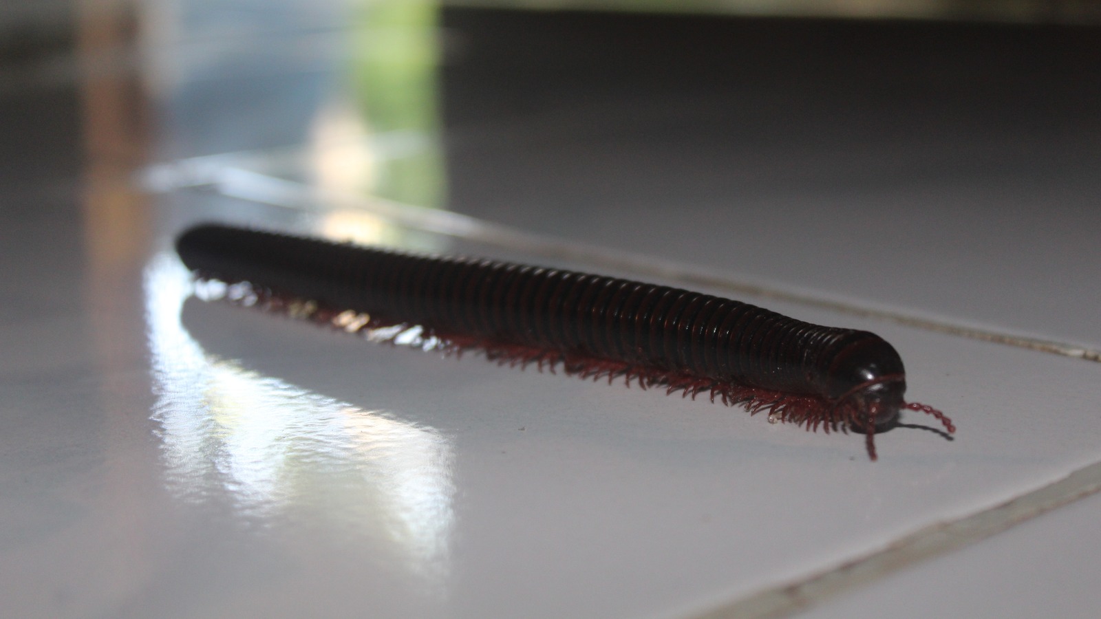 The Secret Ingredient You Need To Keep Millipedes Out Of Your House