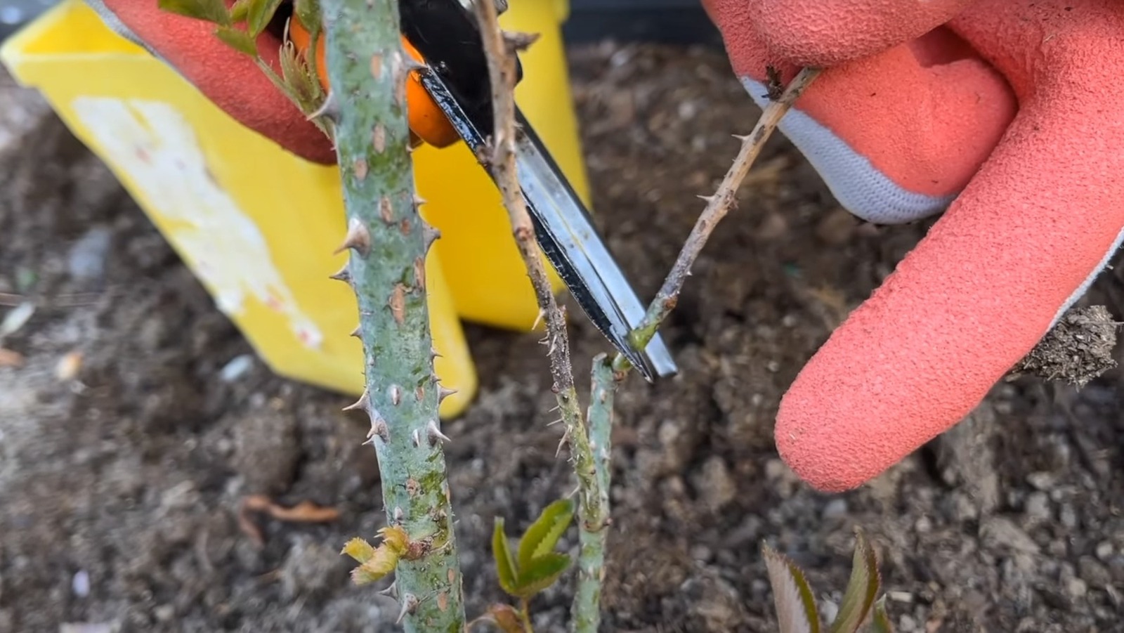 The Secret To Treating Rose Dieback Disease Is In Your Spice Cabinet