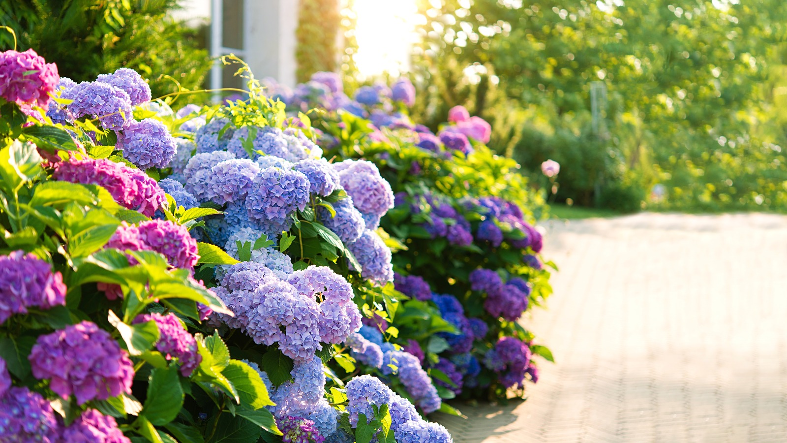 The Showstopping Variety Of Hydrangea That Produces Massive Flowers