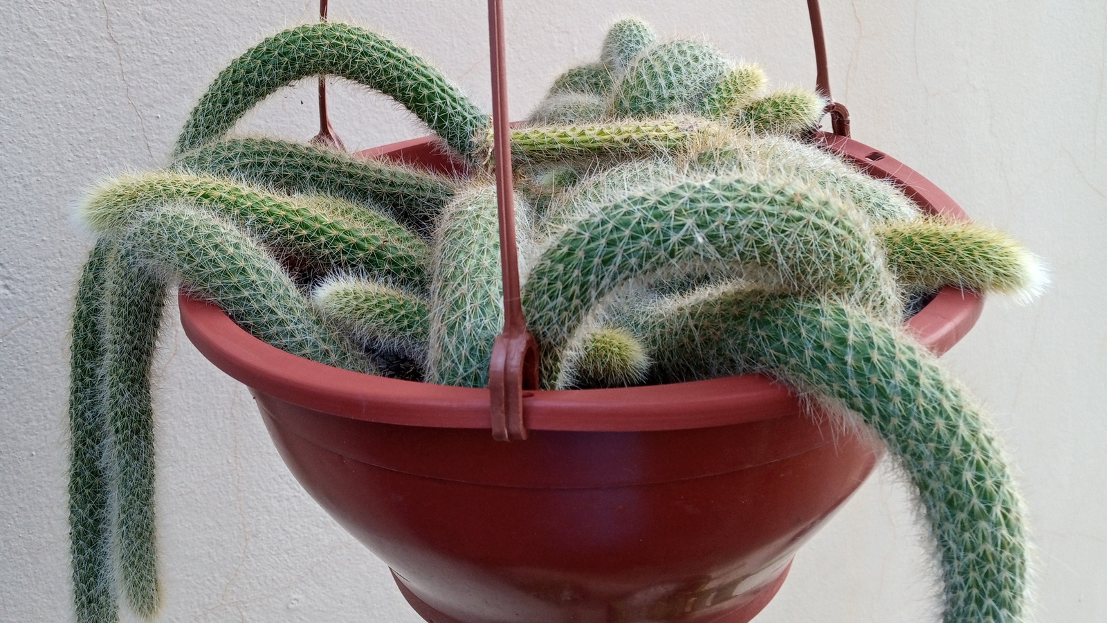 The Simple Way To Tell If Your Monkey Tail Cactus Is Getting Enough Light