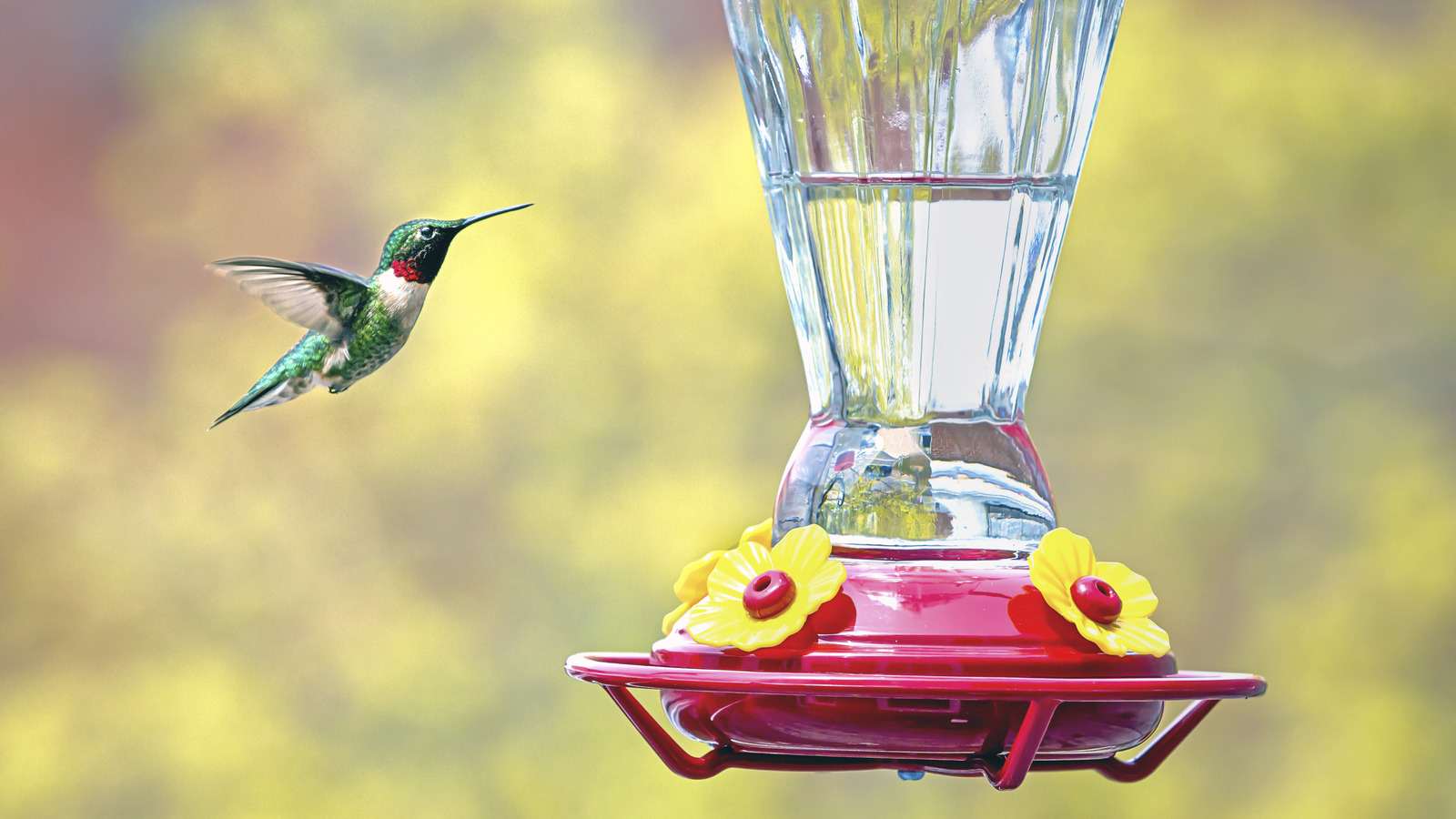 How To Keep Slithering Foes Away From Feeders And Eating Your Hummingbirds
