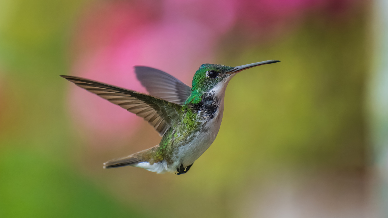 Lure Hummingbirds To Your Yard With A Spiky Native Shrub They Can't Resist