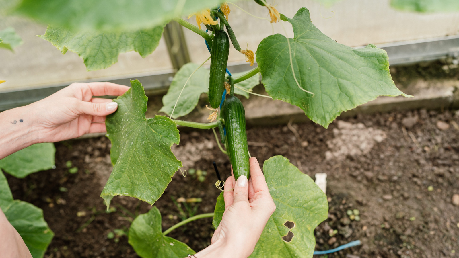 The Stages Of Growing Cucumbers From Seed To Fruit (A Visual Guide)
