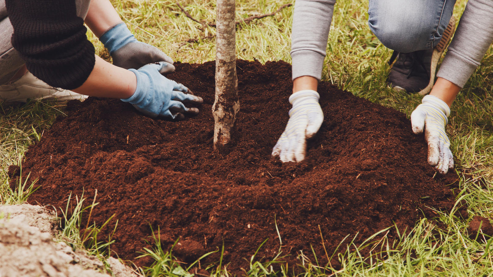 The Stunning Tree Grown For Privacy That Can Become A Major Fire Hazard ...
