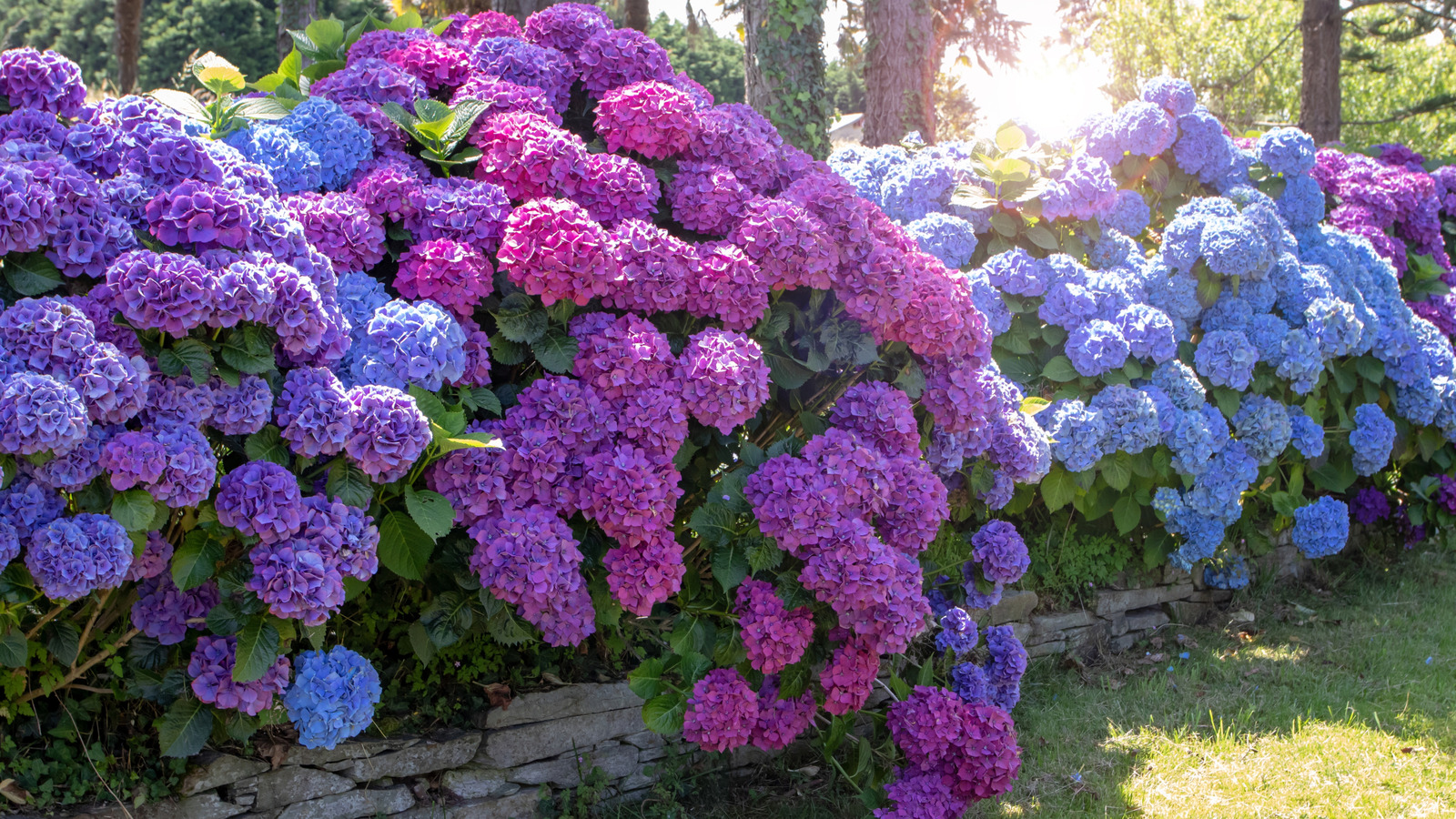 The Stunning Variety Of Hydrangea That's As Magical As It Sounds