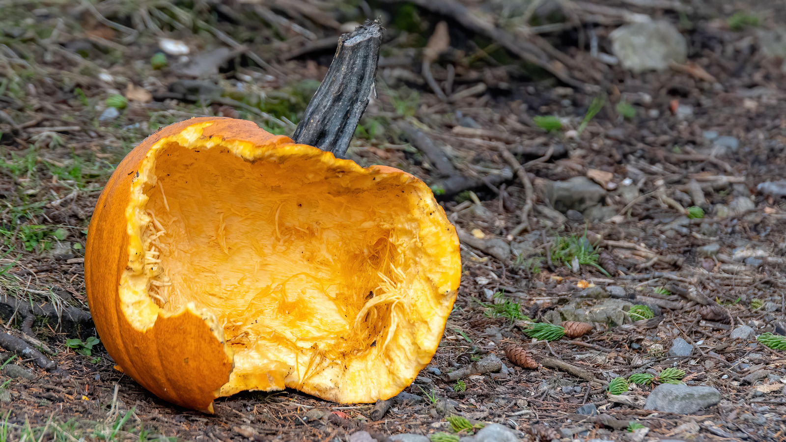 The Biggest Threats To Your Pumpkin Patch This Fall