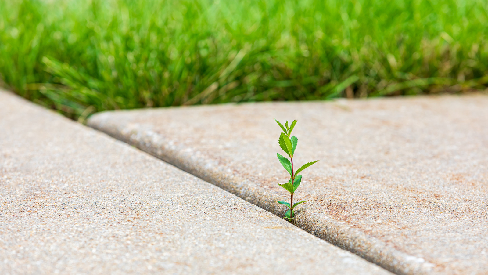 The Must-Have Tool For Removing Weeds Growing In Driveway Cracks