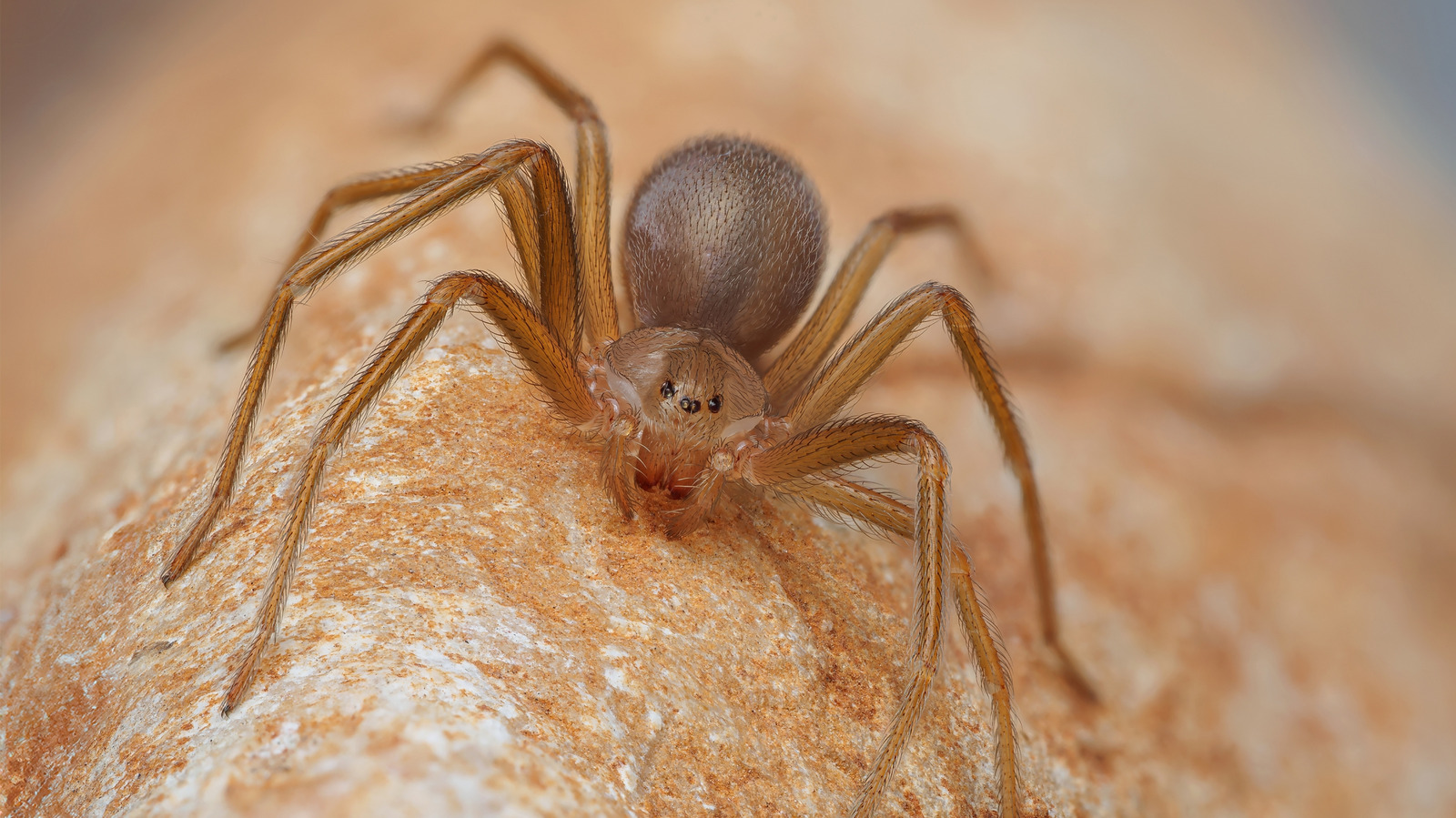 The Two Spiders You Absolutely Do Not Want To Find In Your Garden Or Yard