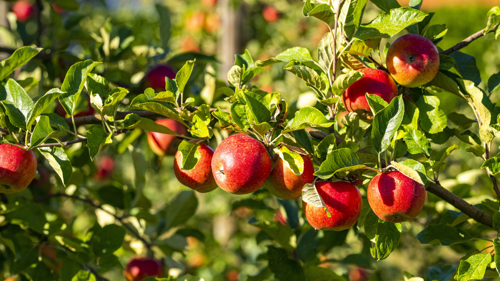 The Best Type Of Soil For Growing Fruit Trees To Help Them Thrive