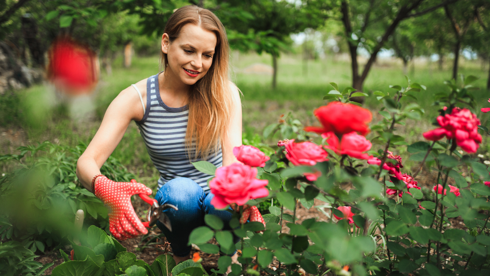The Unexpected Herb That Grows Excellently Next To Roses