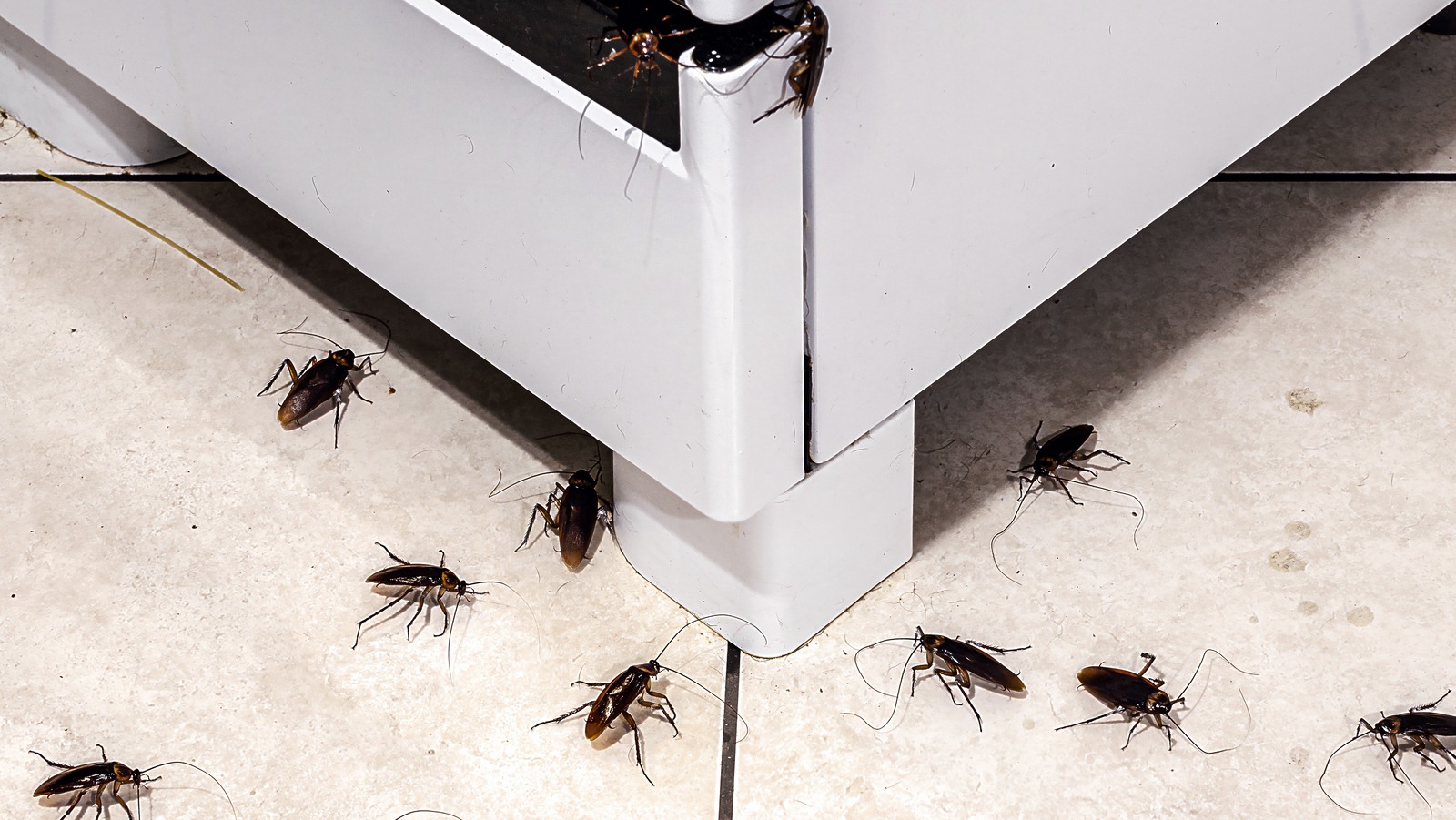 The Unexpected Sign That You May Have A Cockroach Problem In Your Home