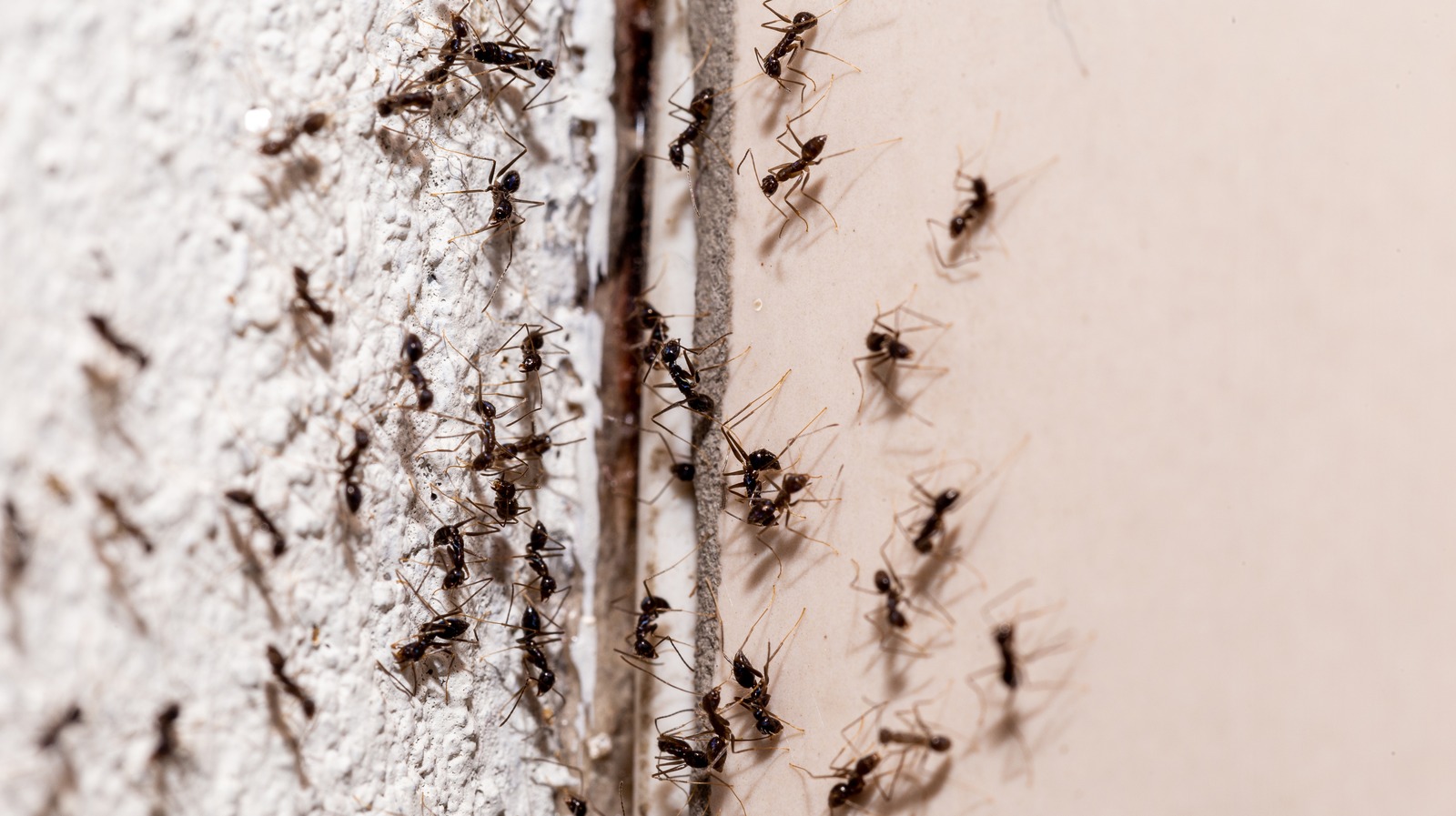 The Unexpected Spot Ants Are Hiding In Your Home