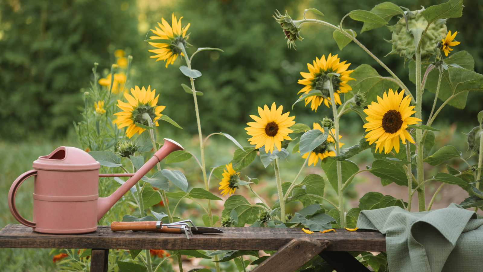 The Unexpectedly Bold Way To Display Your Cut Sunflowers