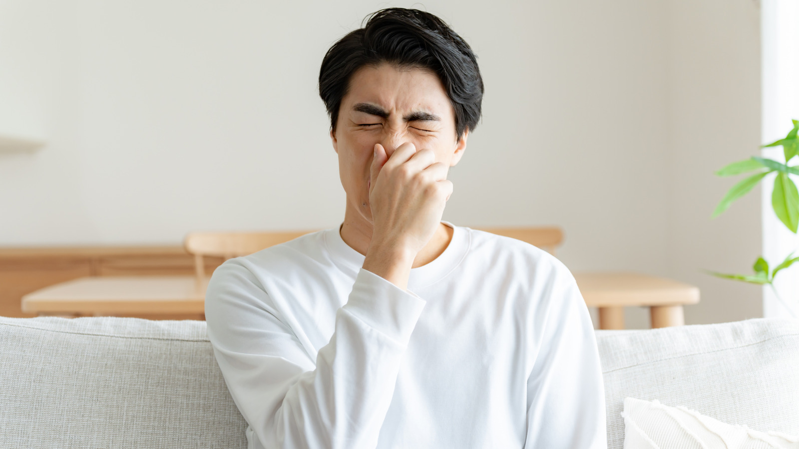 What Do Odorous House Ants Smell Like?