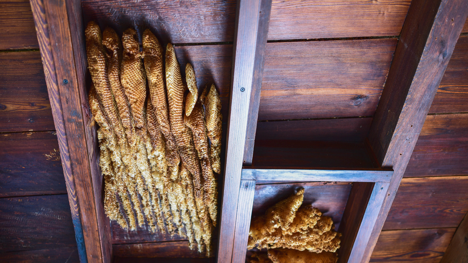 The Unusual Reason Why You Might Find A Beehive In The Walls Of An ...