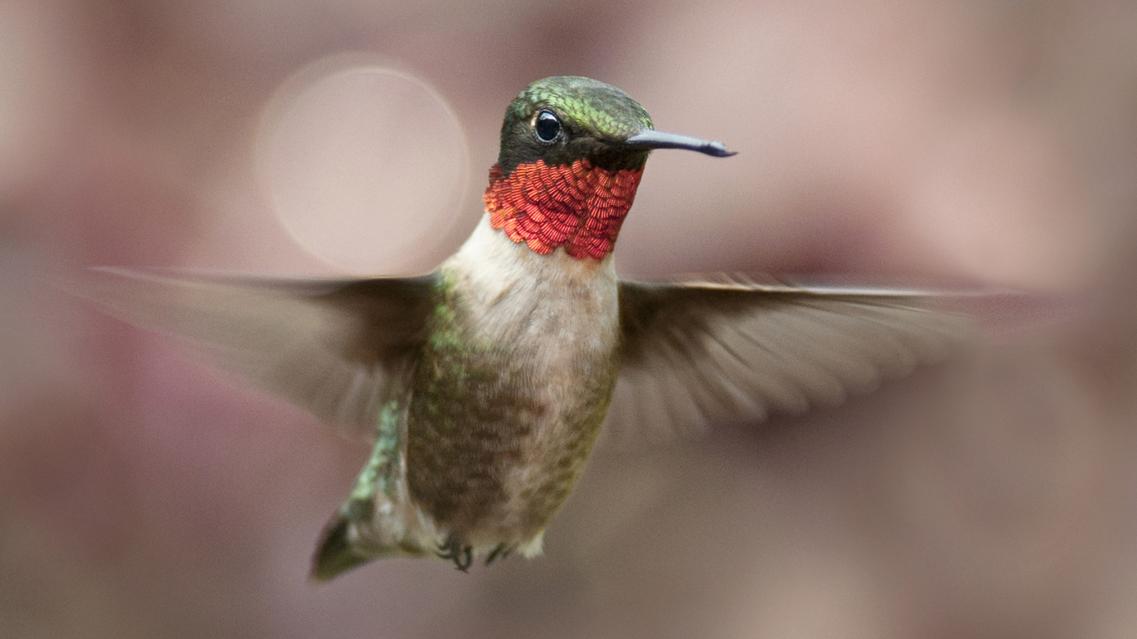 Attract Hummingbirds To Your Yard With Heat-Tolerant Cape Honeysuckle ...