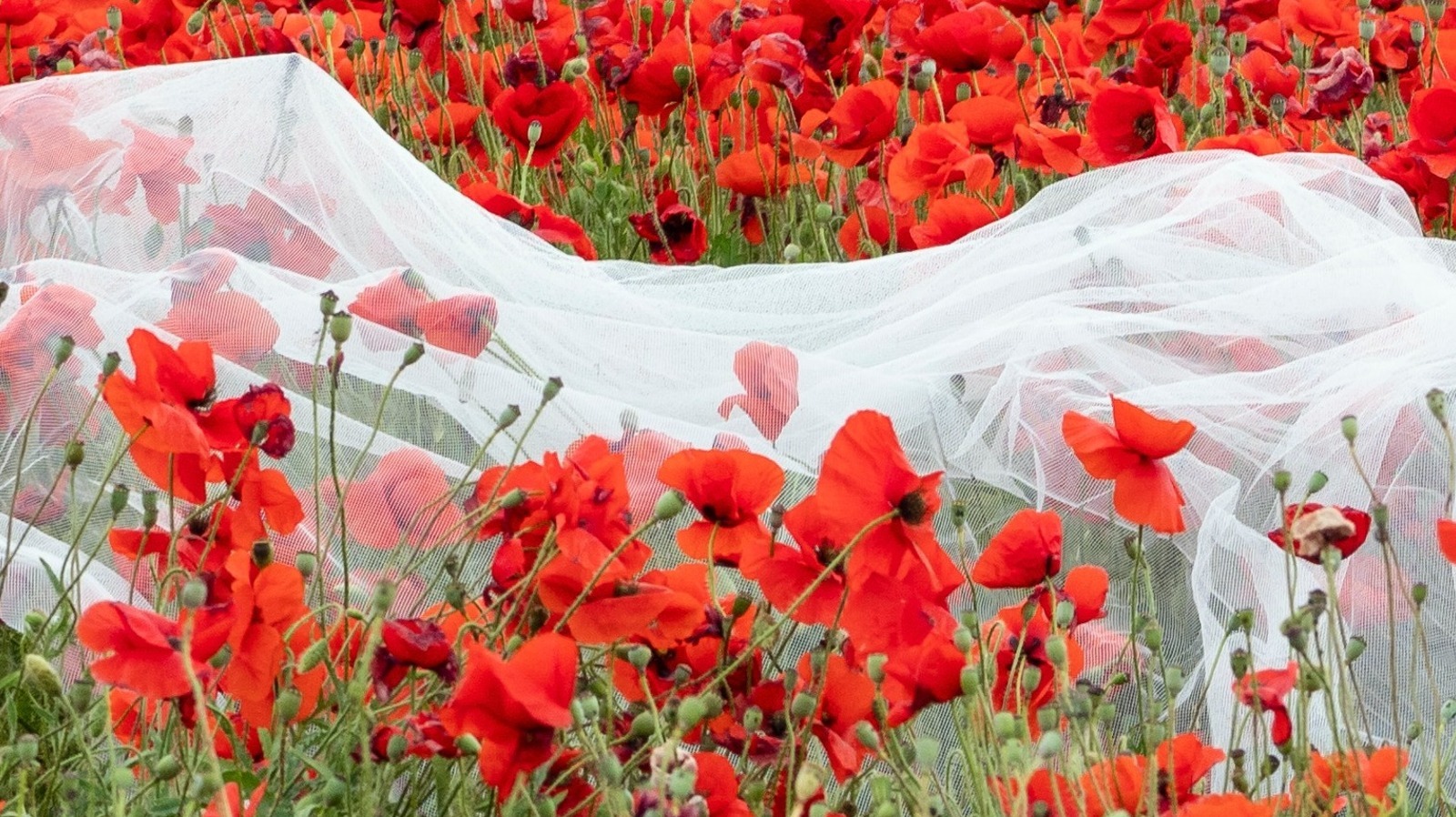The Viral Gardening Hack That Proves Tulle Is The Best Material For ...