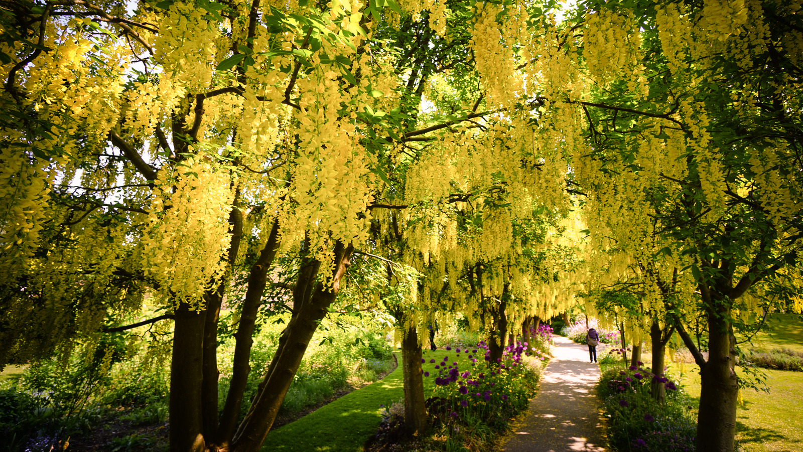 The Yellow Golden Chain Tree Is Stunning But Be Wary Of This Downside