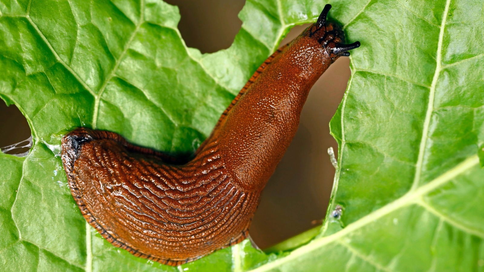 These Adorable Birds Could Be The Answer To Your Slug Problem