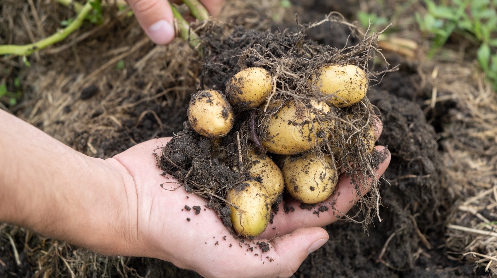 These Common Mistakes Are Limiting Your Potato Harvest