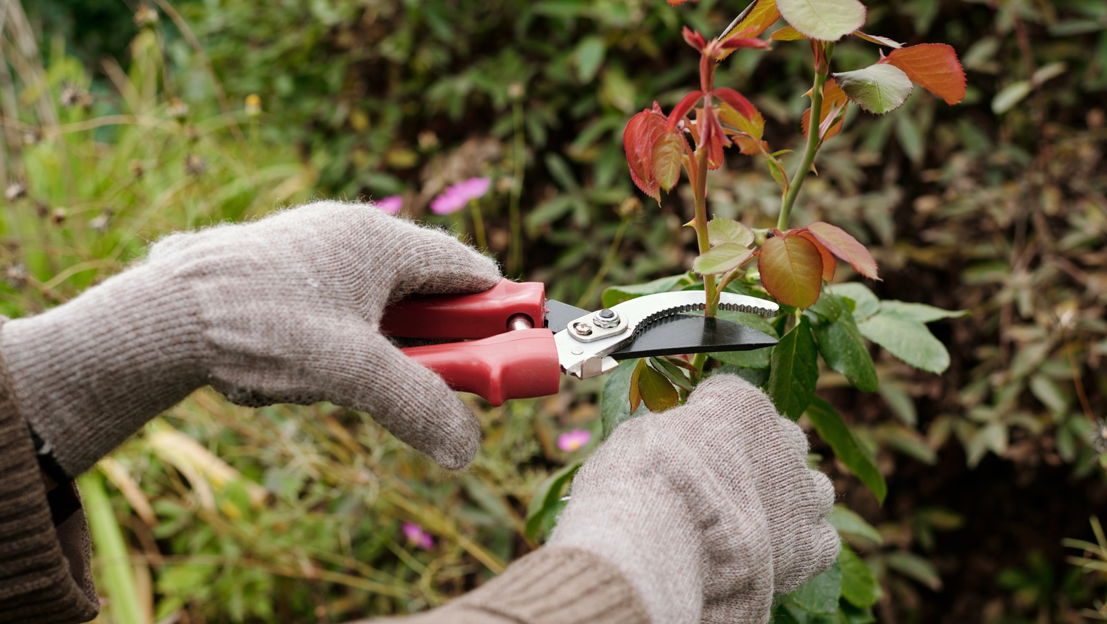 These Gorgeous Rose Varieties Require No Pruning Or Deadheading