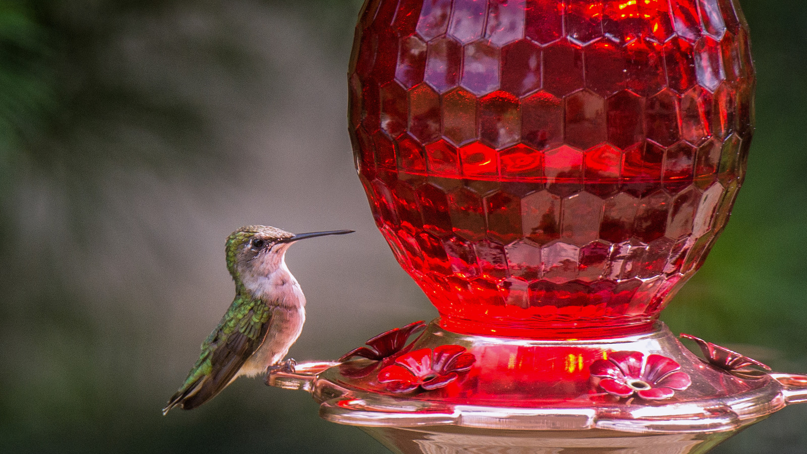 These Unique Hummingbird Feeders Add Some Serious Whimsy To Any Yard