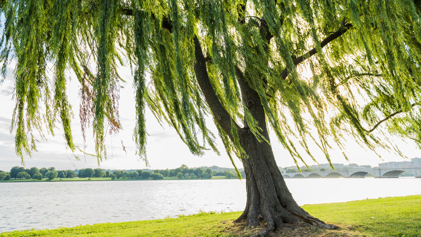 Things To Watch Out For If There s A Weeping Willow In Your Yard Things To Watch Out For If There s A Weeping Willow In Your Yard