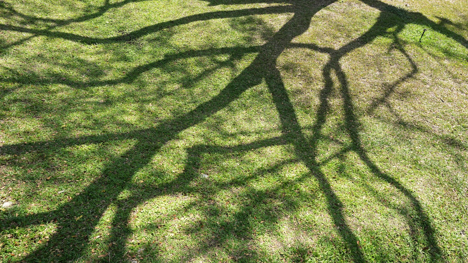 Think Twice Before Planting This Fast-Growing Shade Tree In Your Yard ...