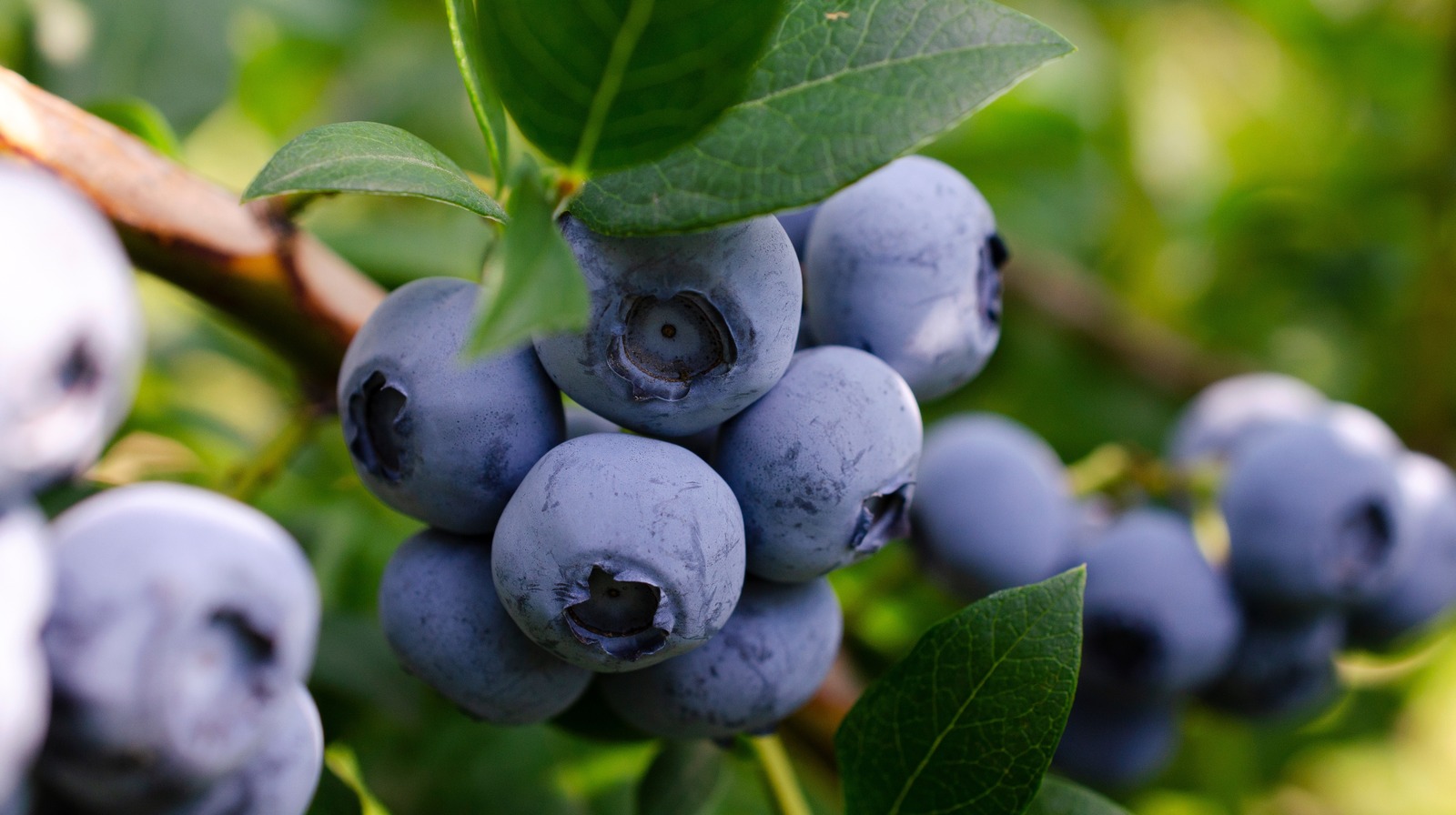 Think Twice Before Putting This Staple Ingredient In Your Blueberry Garden