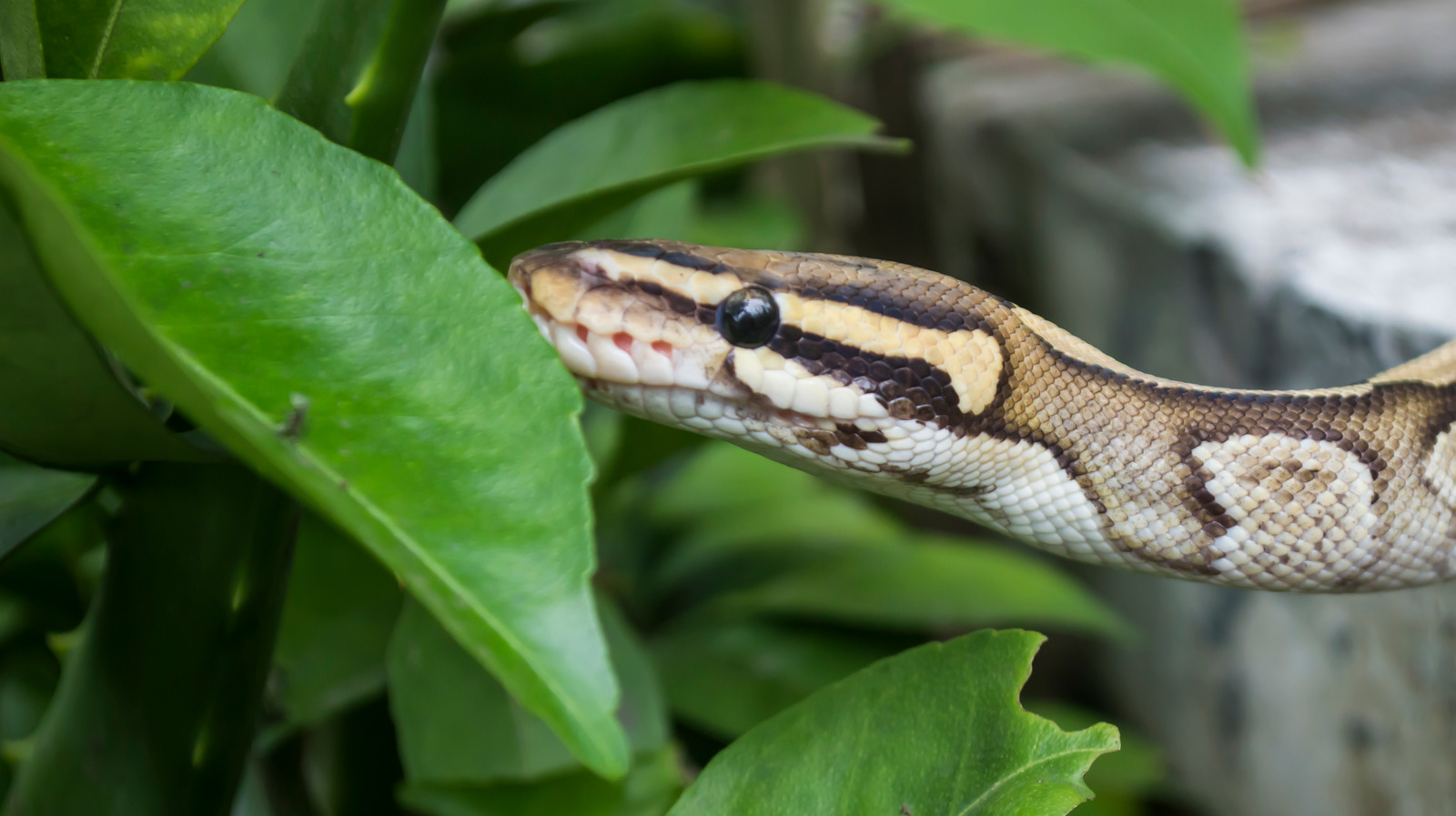 Think Twice Before Trying This Popular Method To Get Rid Of Snakes In ...