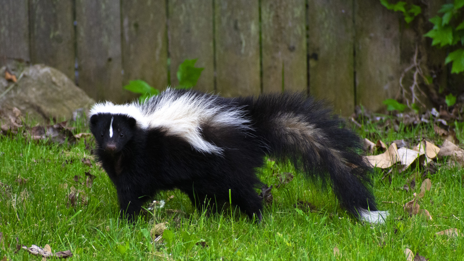 This Beneficial Lawn Feature May Be The Secret To A Skunk-Free Property