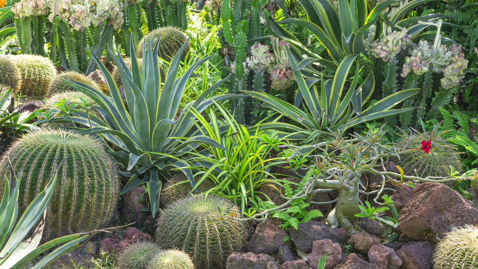 The Colorful Mulch Alternative That Will Look Gorgeous In Your Shade Garden