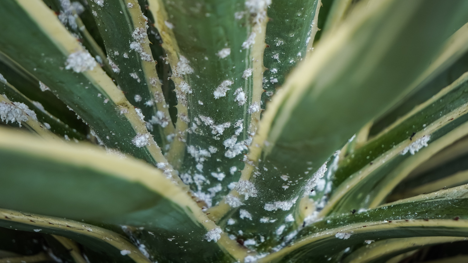 This Common Household Item Will Solve All Your Mealybug Problems