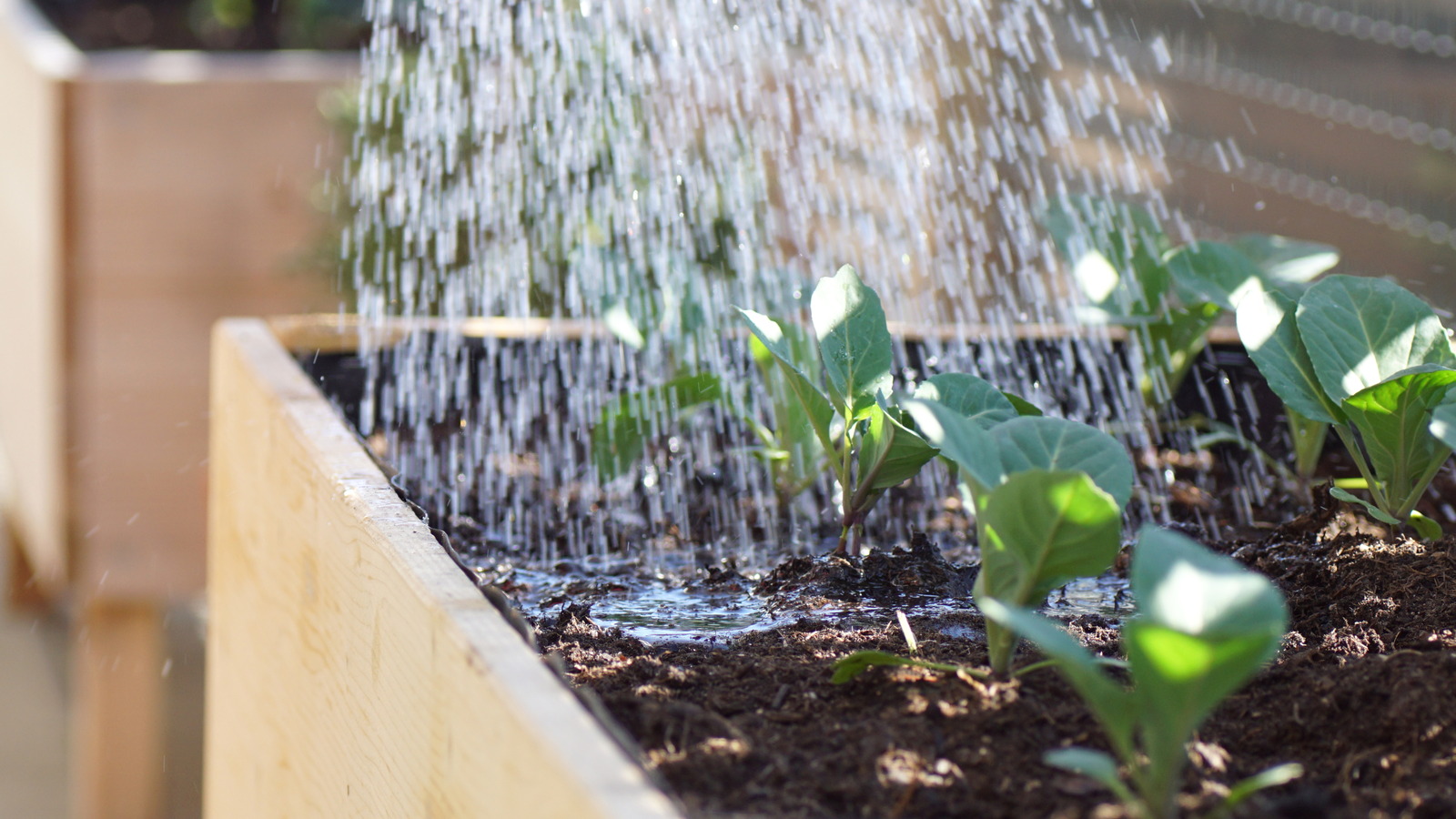 This DIY Raised Bed Watering System Will Keep Your Plants Refreshed ...