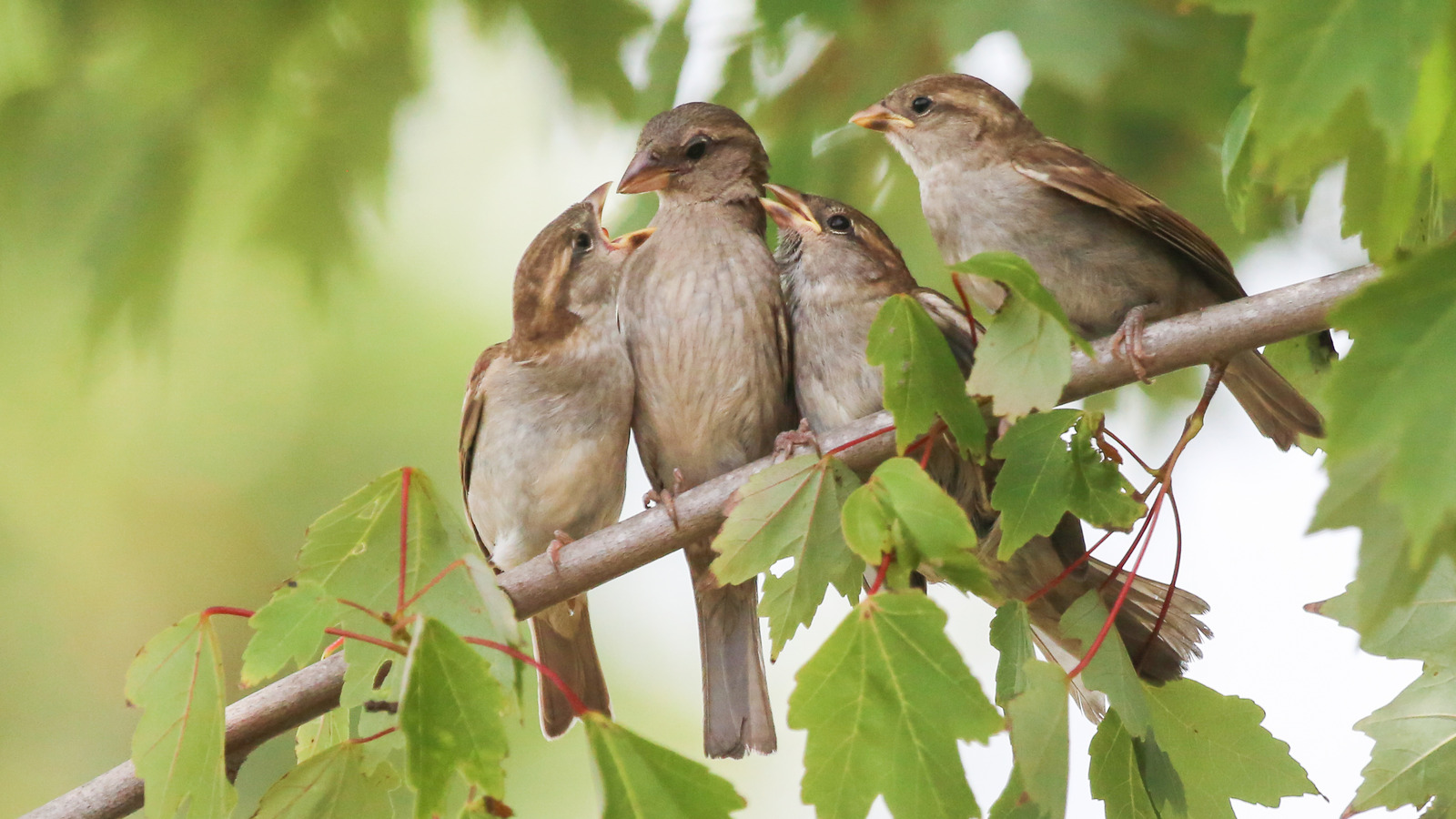 This Jar Lid Bird Feeder DIY Will Have Birds Flocking To Your Yard