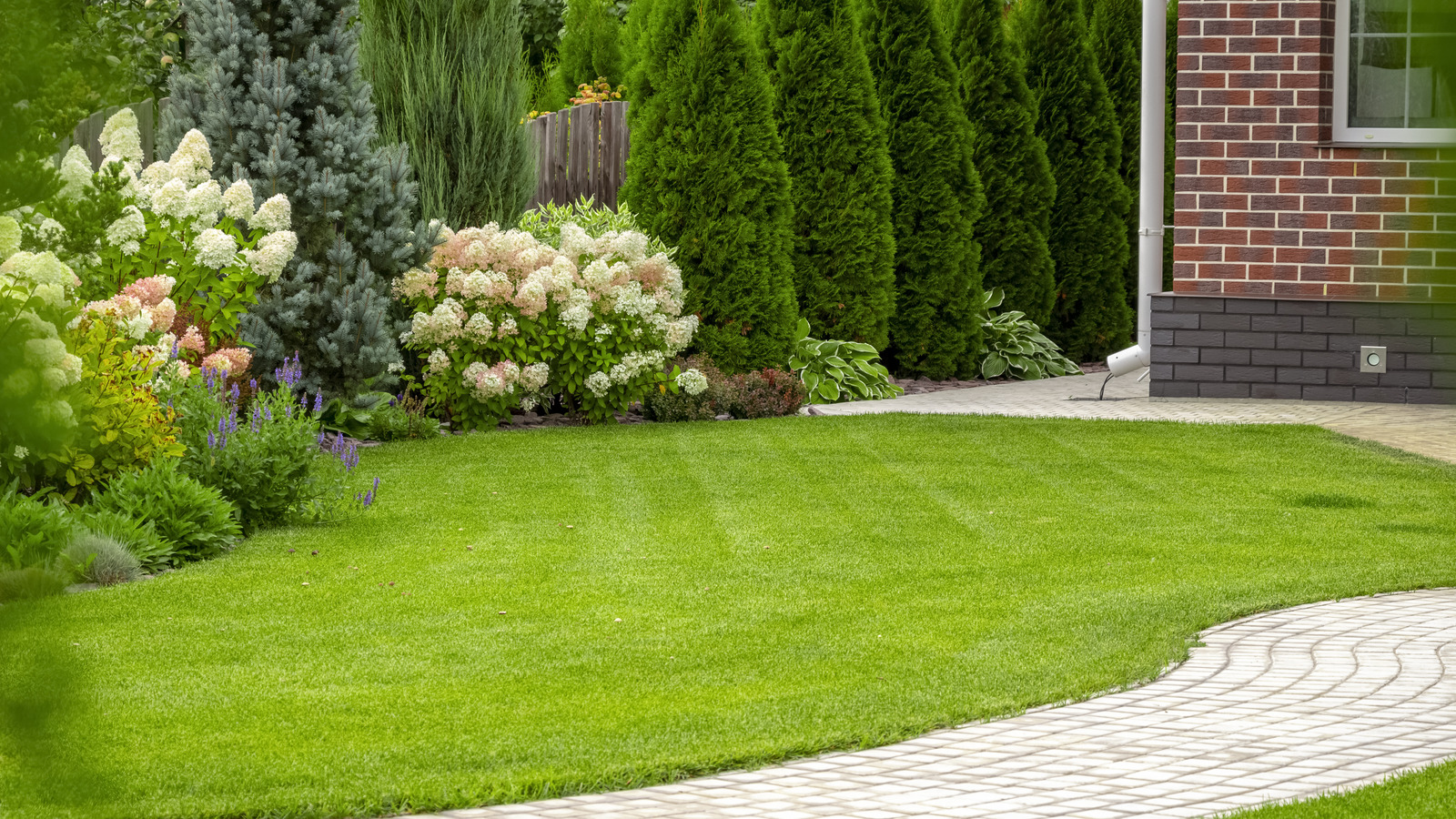This Martha Stewart-Approved Shrub Makes A Gorgeous Addition To Your Lawn