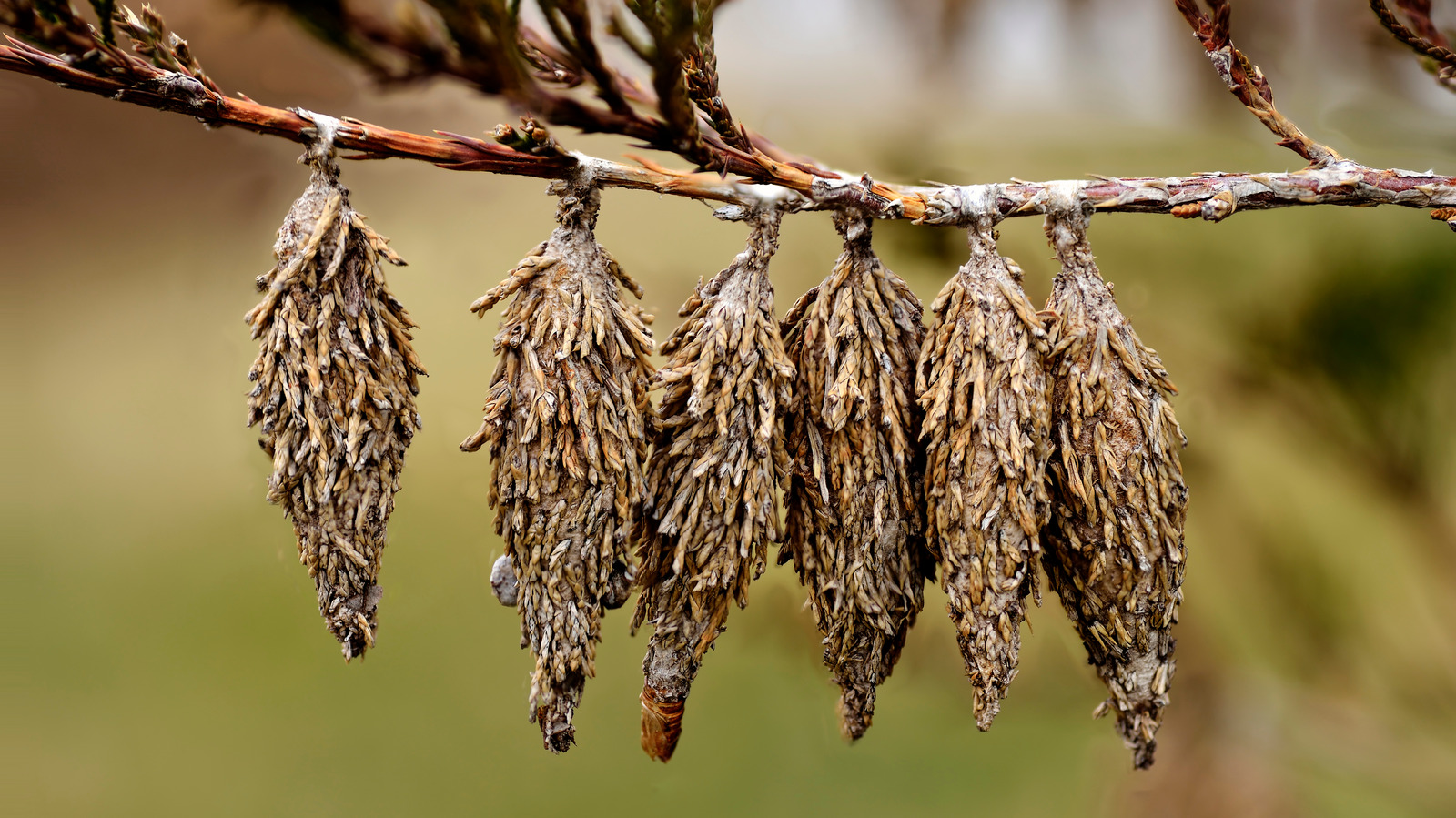 This Popular Tree Is A Bagworm Magnet (And You May Want To Avoid ...