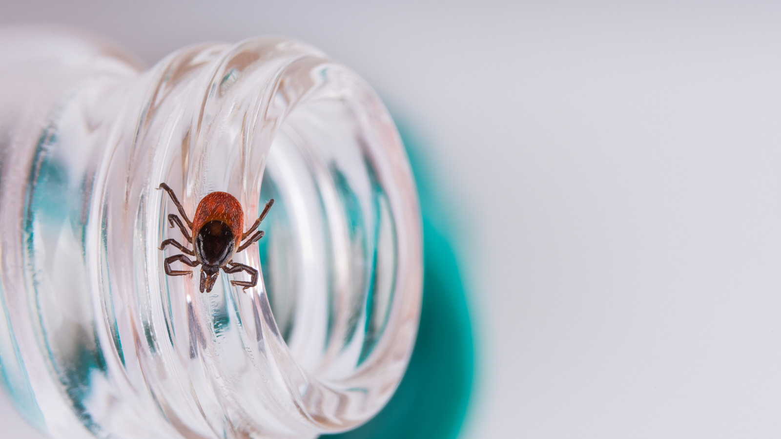 Ticks In The House? You May Have Your Beloved Pet To Blame