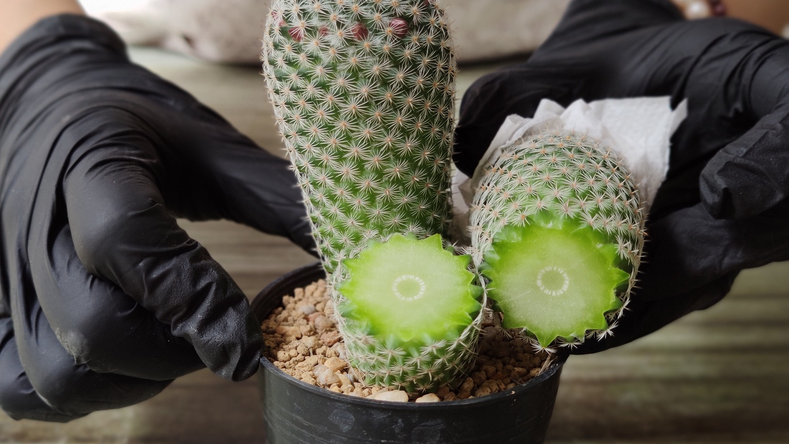 TikTok's Genius Hack Saves You From Pricks While Propagating Cacti