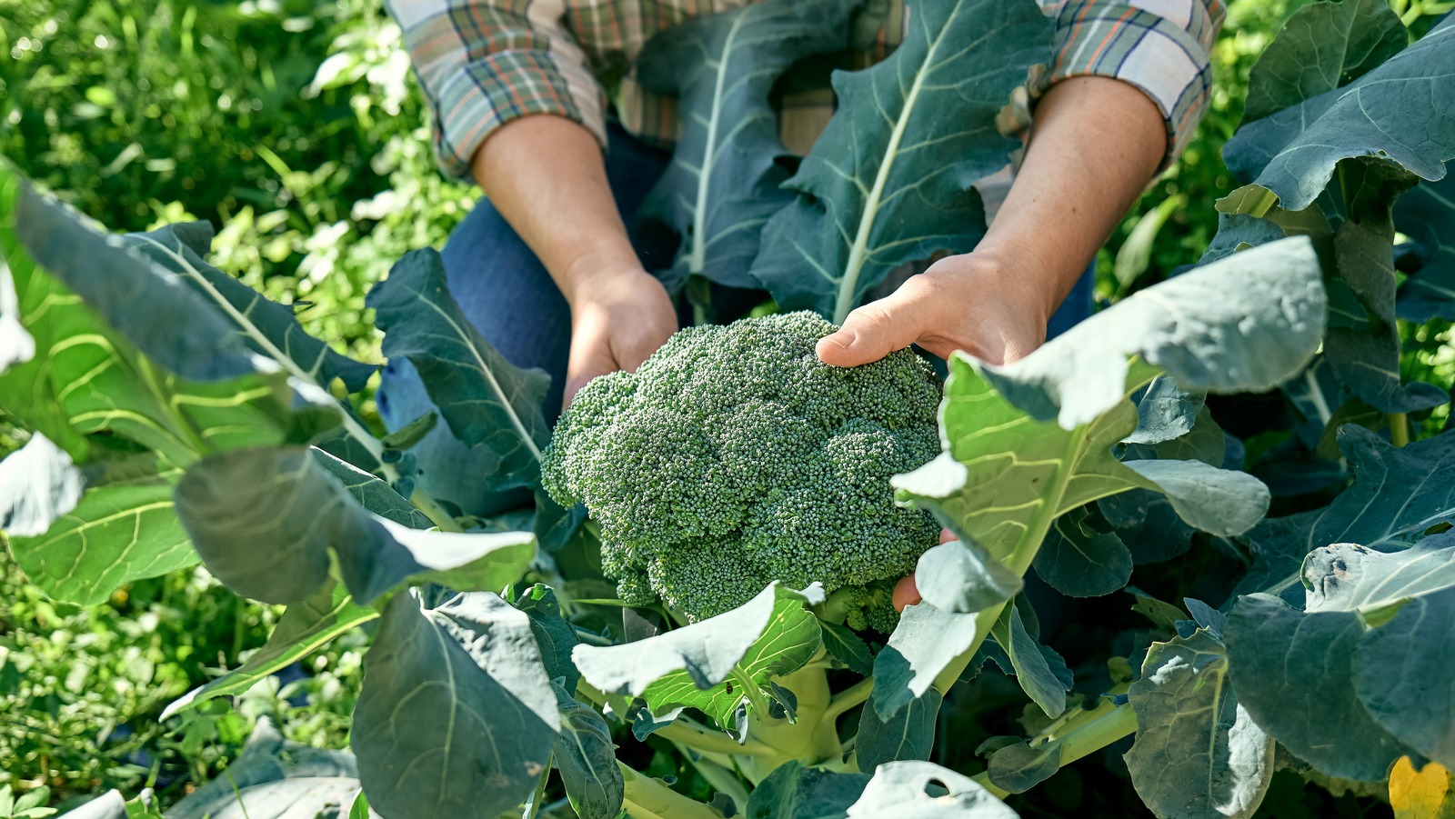 TikTok's Must-Know Tip To Maximize Your Broccoli Harvest