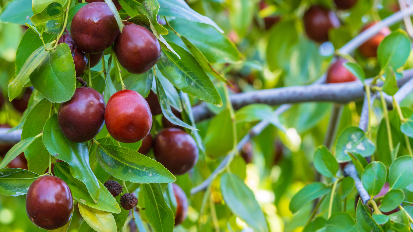 Tips For Getting A Jujube Tree To Produce More Fruit