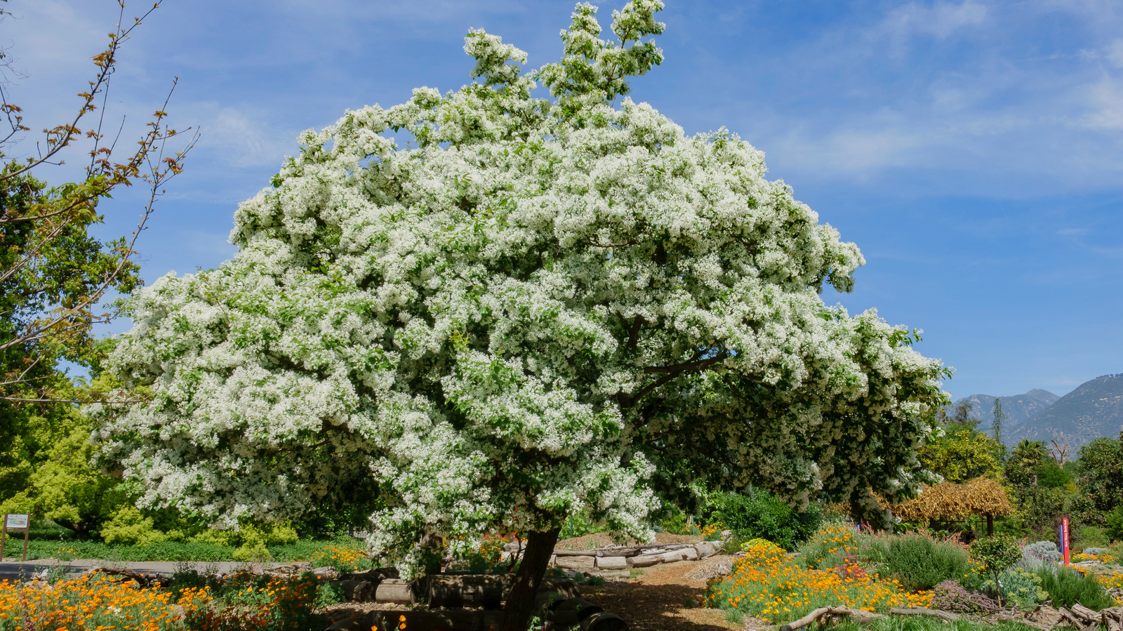 Tips For Growing A Healthy White Fringe Tree From Seed
