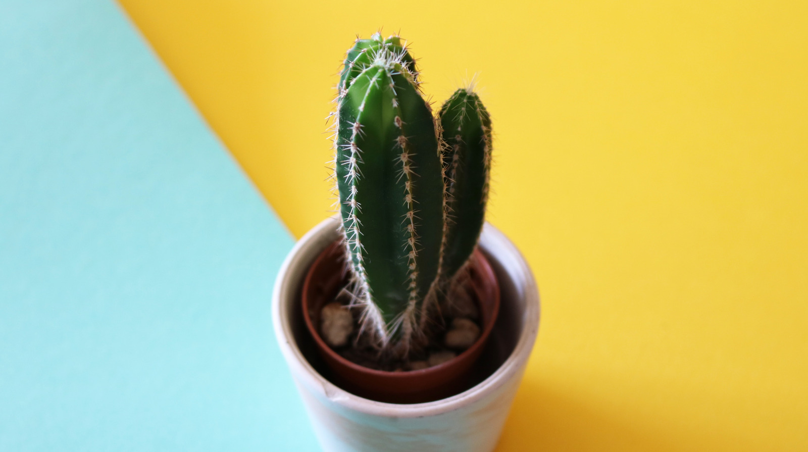 How To Grow A Mexican Fence Post Cactus Indoors (And Mistakes To Avoid)
