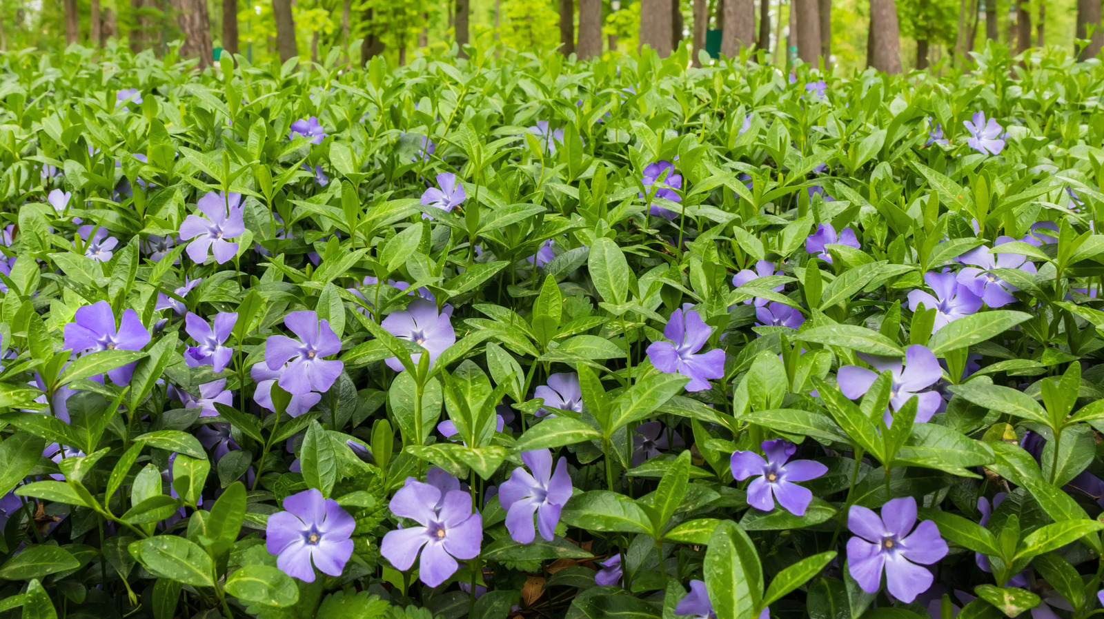 Tips For Growing And Controlling Vinca Minor Without It Taking Over ...