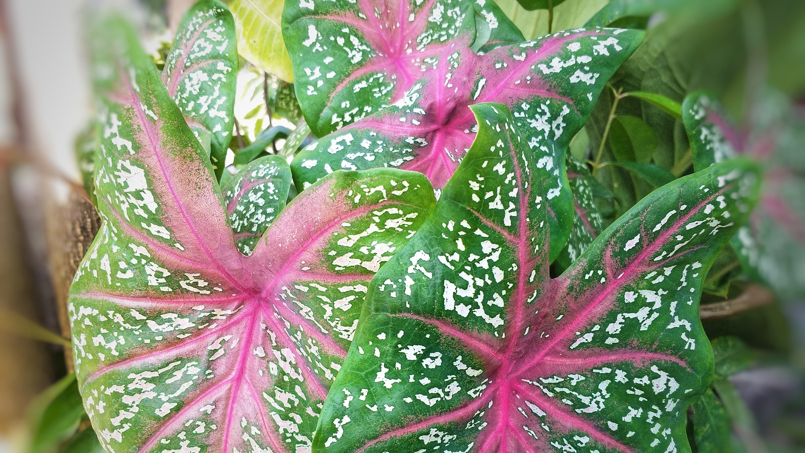 How To Overwinter Caladiums To Enjoy Them Next Season