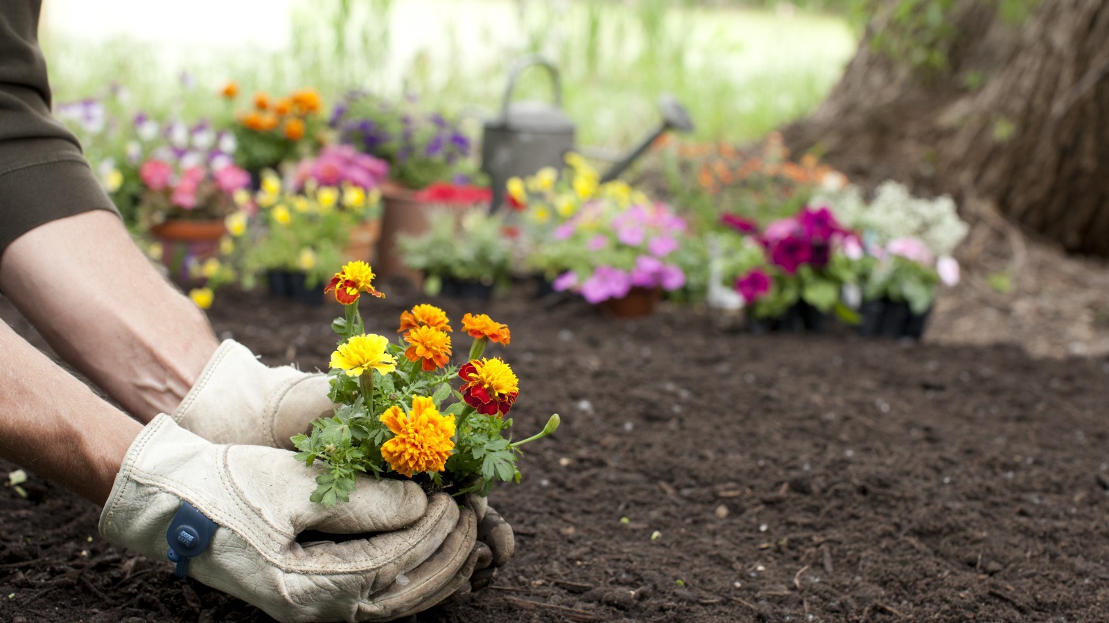 Tips To Expand Your Flower Beds For A Bigger & Better Garden
